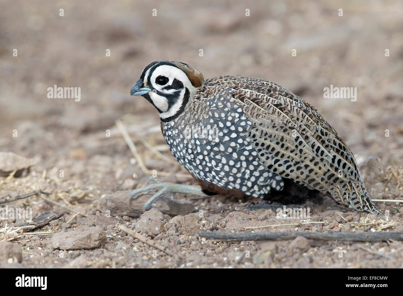 Montezuma Quail - Cyrtonyx montezumae - male Stock Photo - Alamy