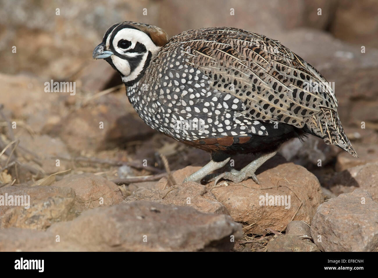 Montezuma Quail - Cyrtonyx montezumae - male Stock Photo - Alamy