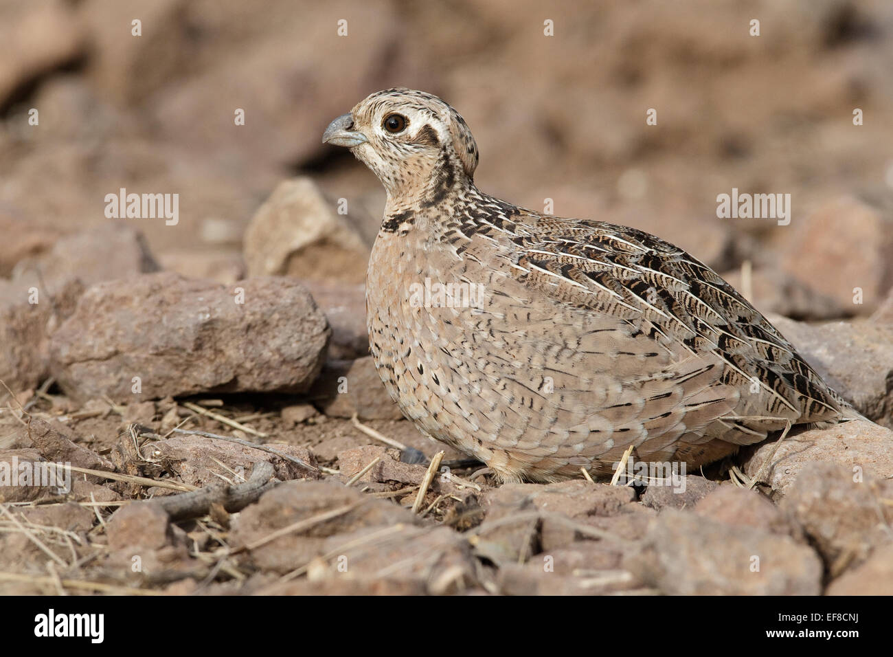 Female quail hi-res stock photography and images - Alamy