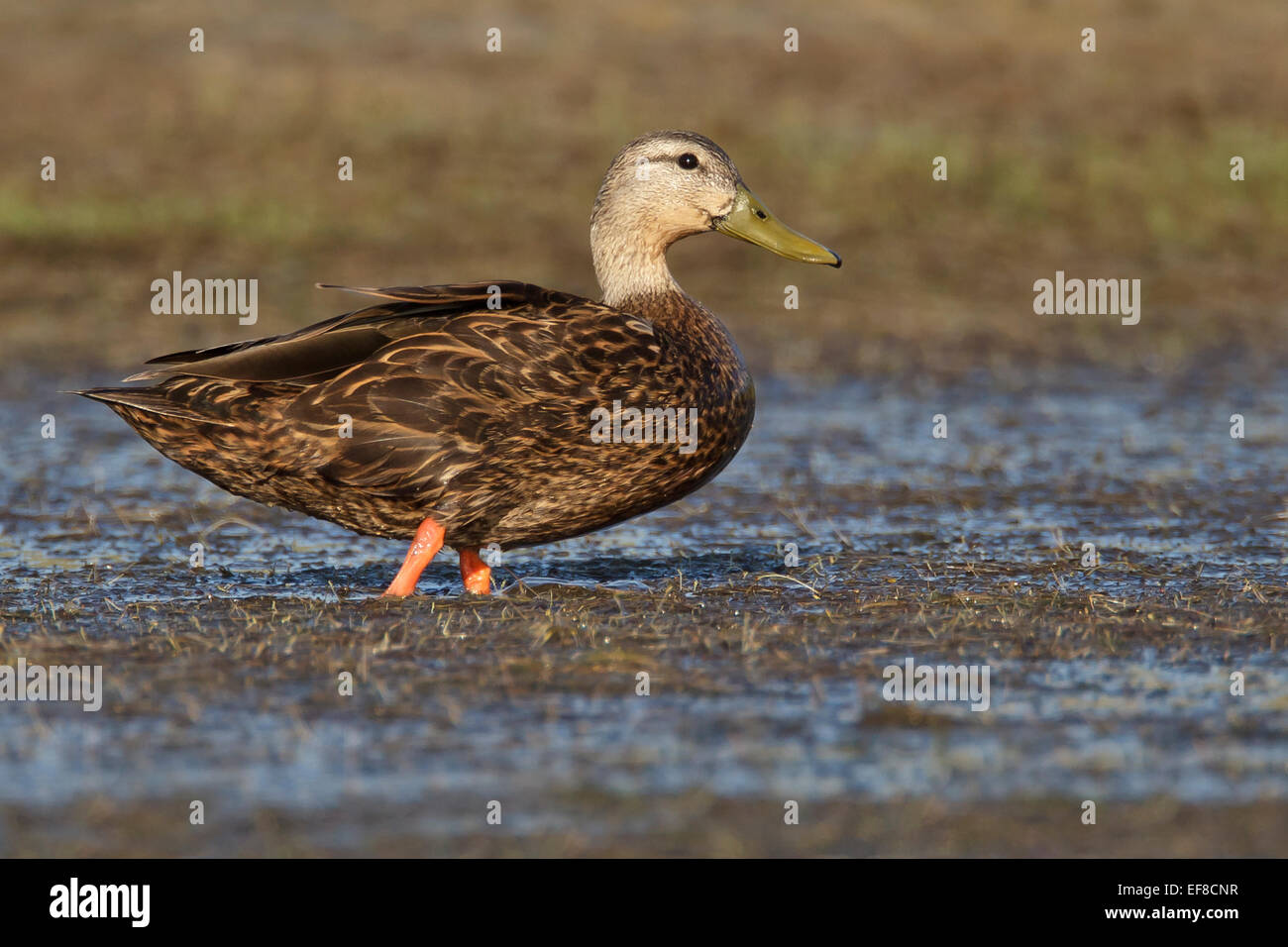 Mottled Duck - Anas fulvigula - male Stock Photo - Alamy