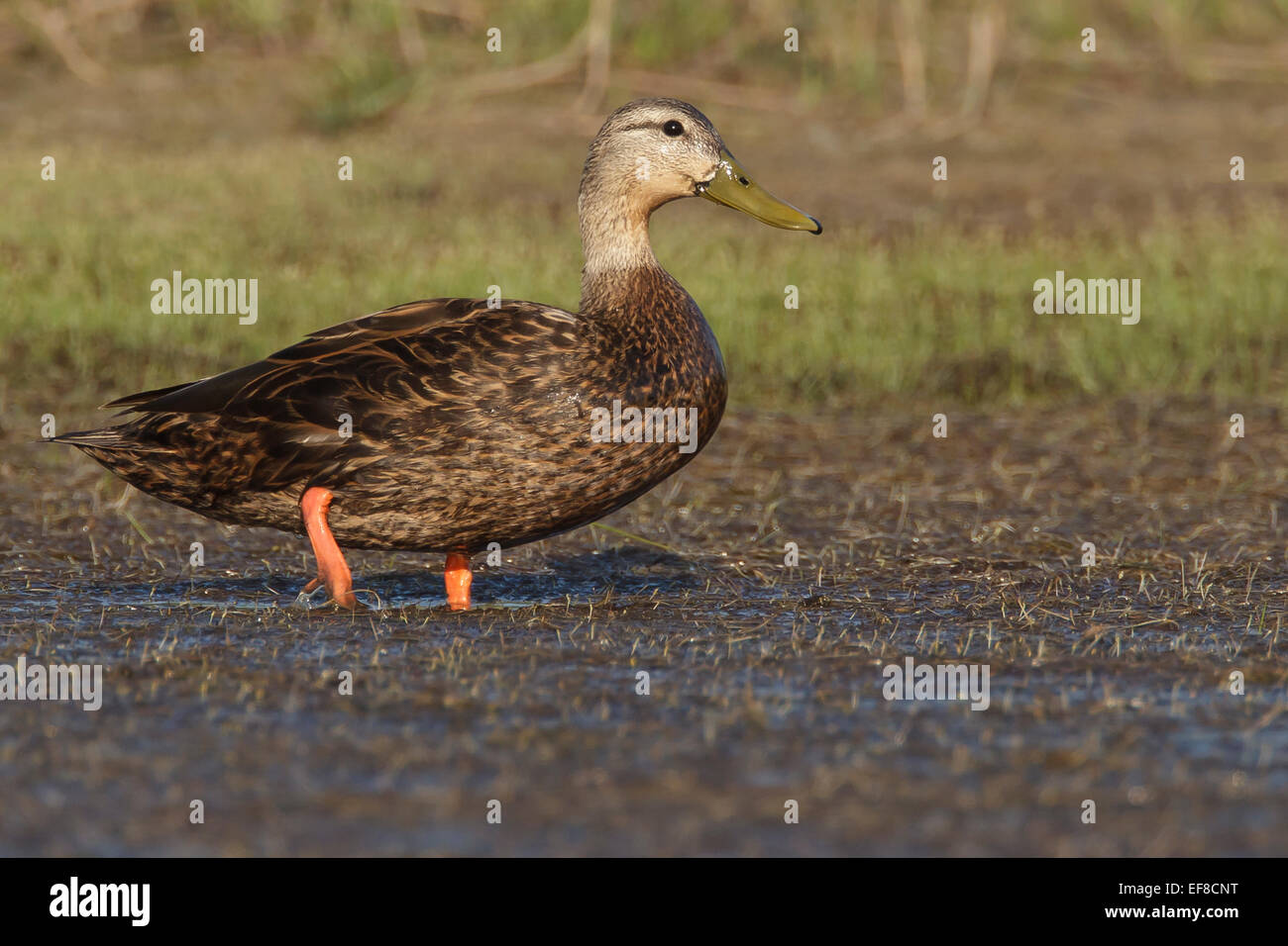 Mottled ducks anas fulvigula hi-res stock photography and images - Alamy