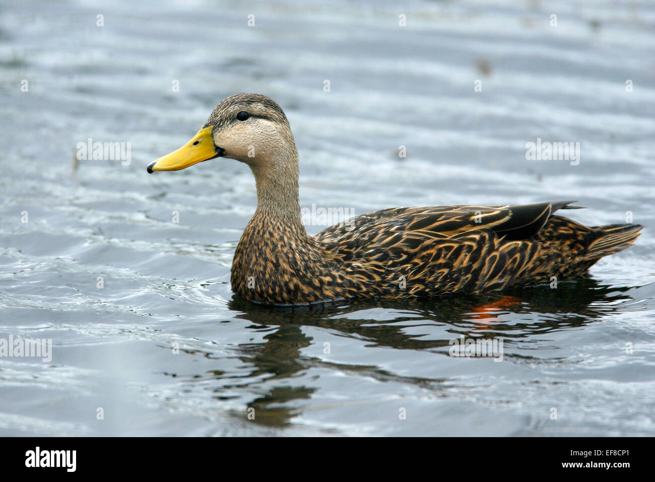 Mottled ducks anas fulvigula hi-res stock photography and images - Alamy