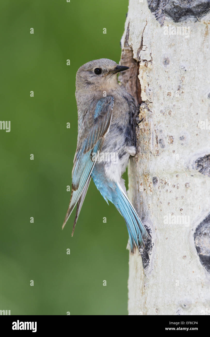 Mountain Bluebird Female