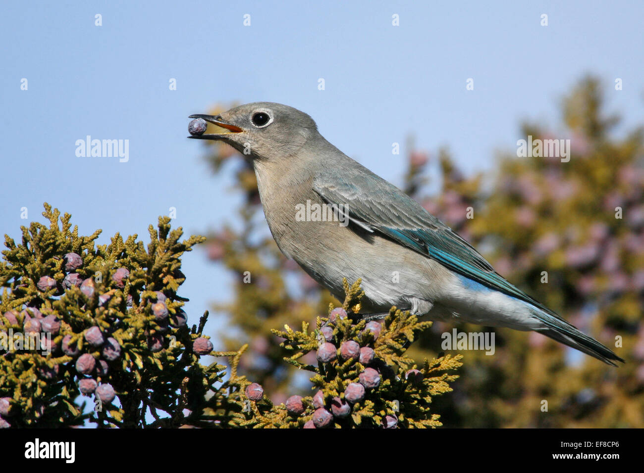 Mountain Bluebird - Sialia currucoides - female Stock Photo - Alamy