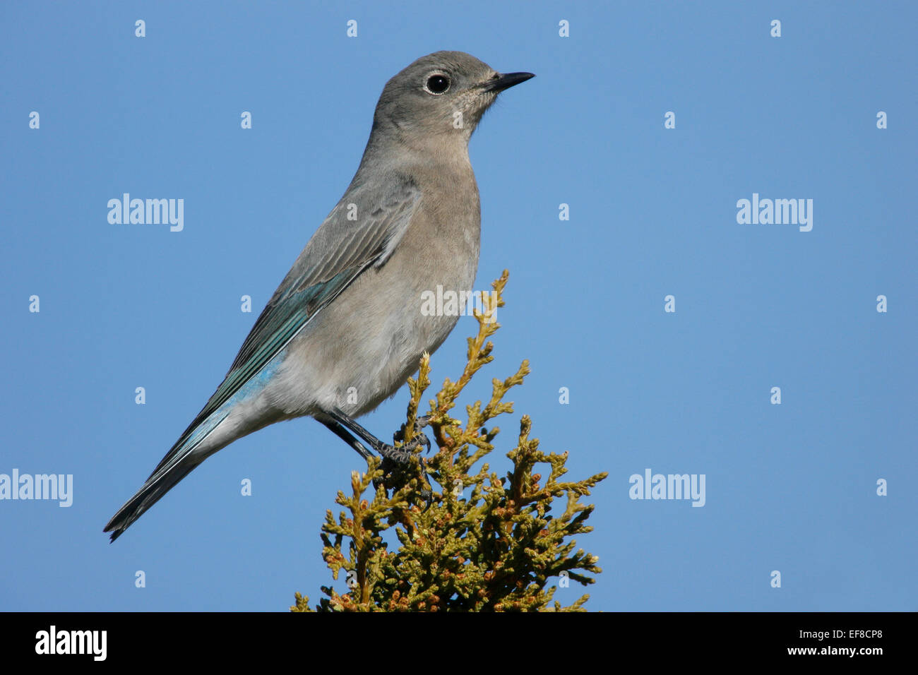 Mountain Bluebird - Sialia currucoides - female Stock Photo - Alamy