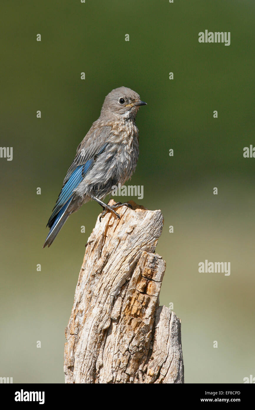 Mountain Bluebird - Sialia currucoides - juvenile Stock Photo - Alamy