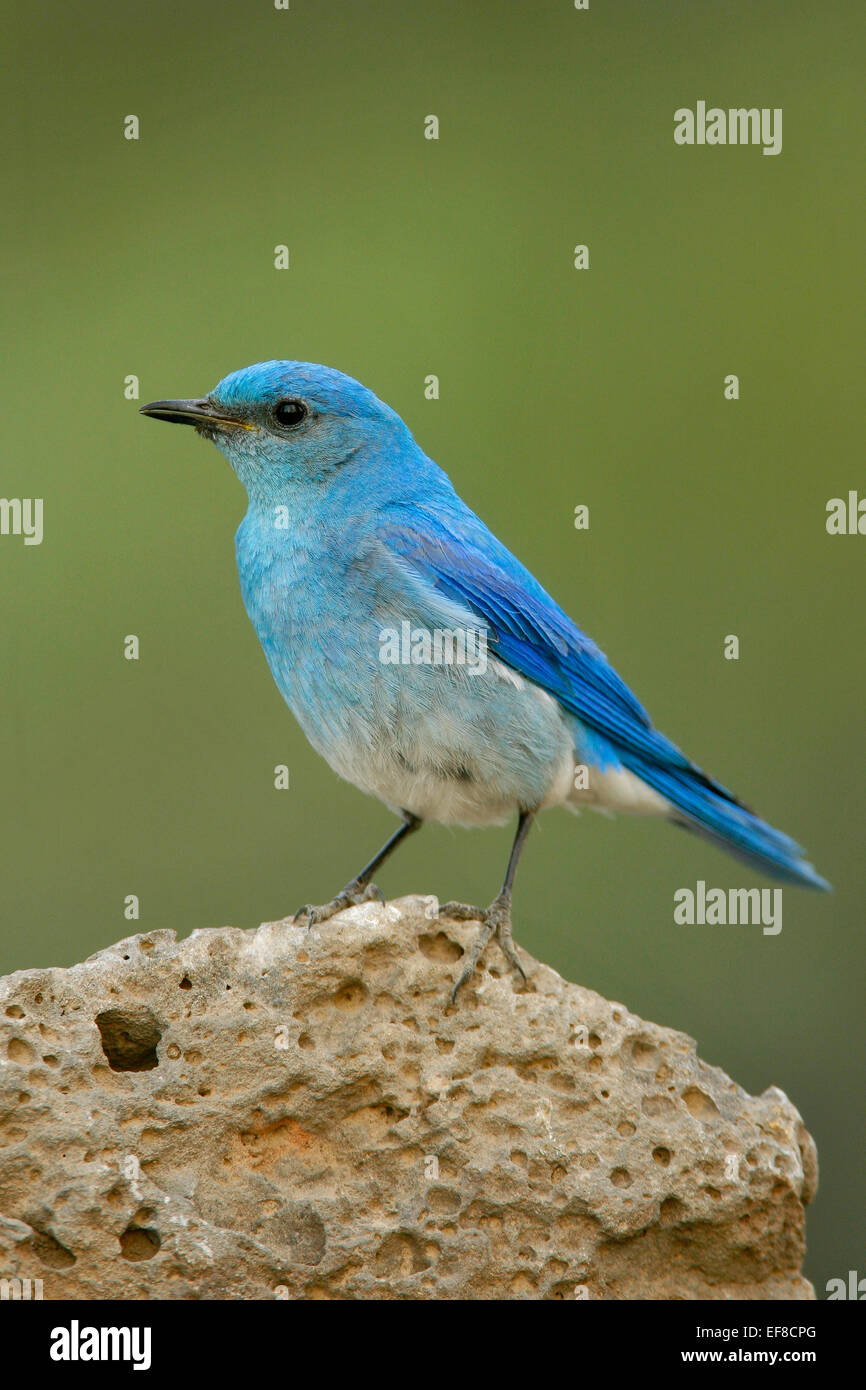 Mountain Bluebird - Sialia currucoides - male Stock Photo - Alamy