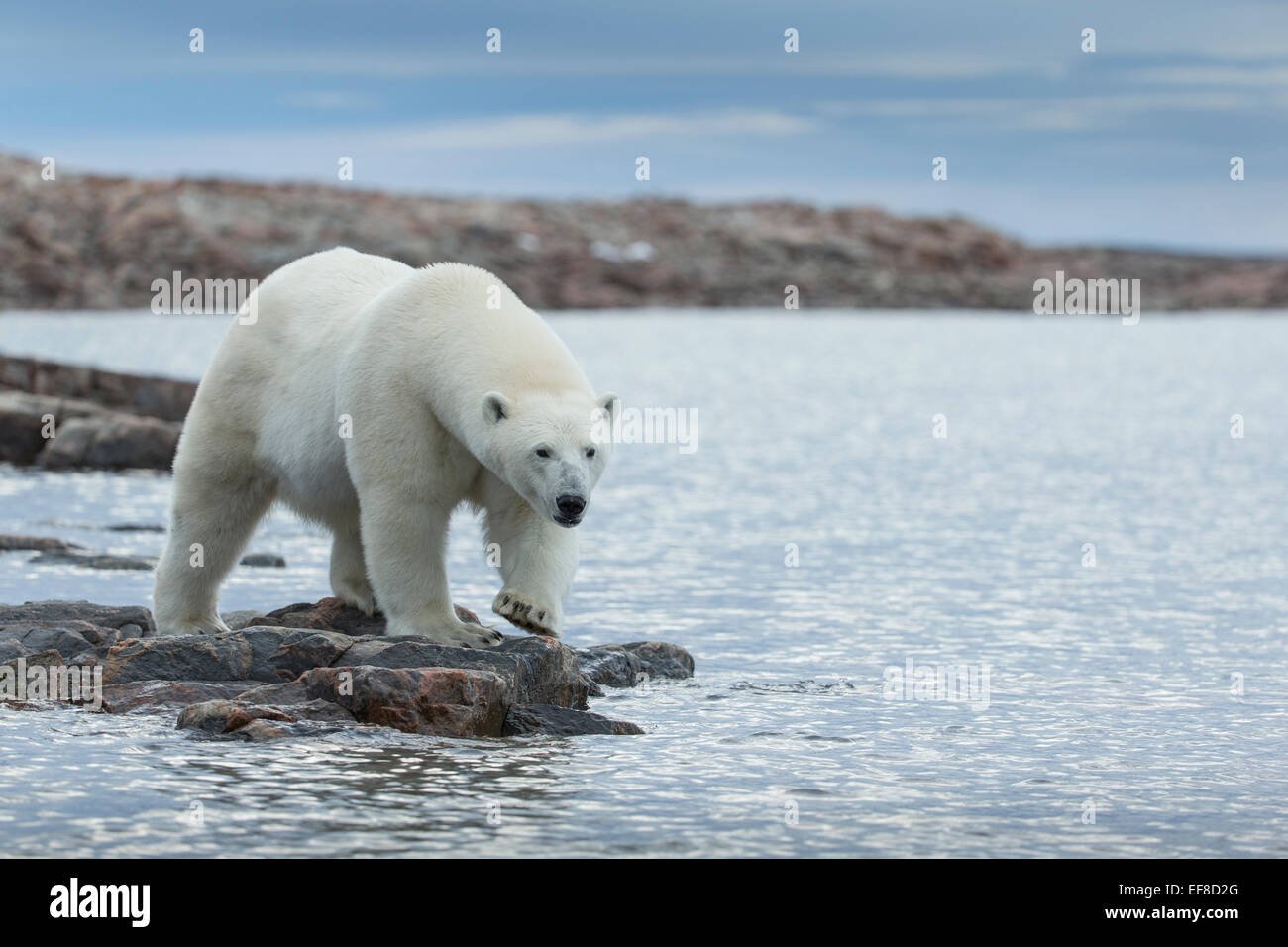 Circ and animals hi-res stock photography and images - Alamy