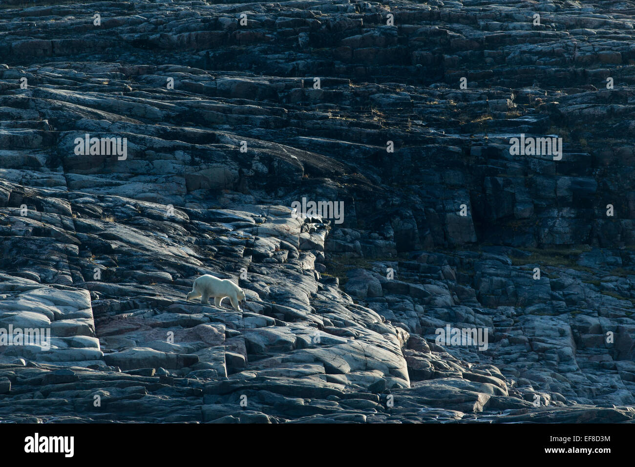 Canada, Nunavut Territory, Repulse Bay, Polar Bear (Ursus maritimus ...