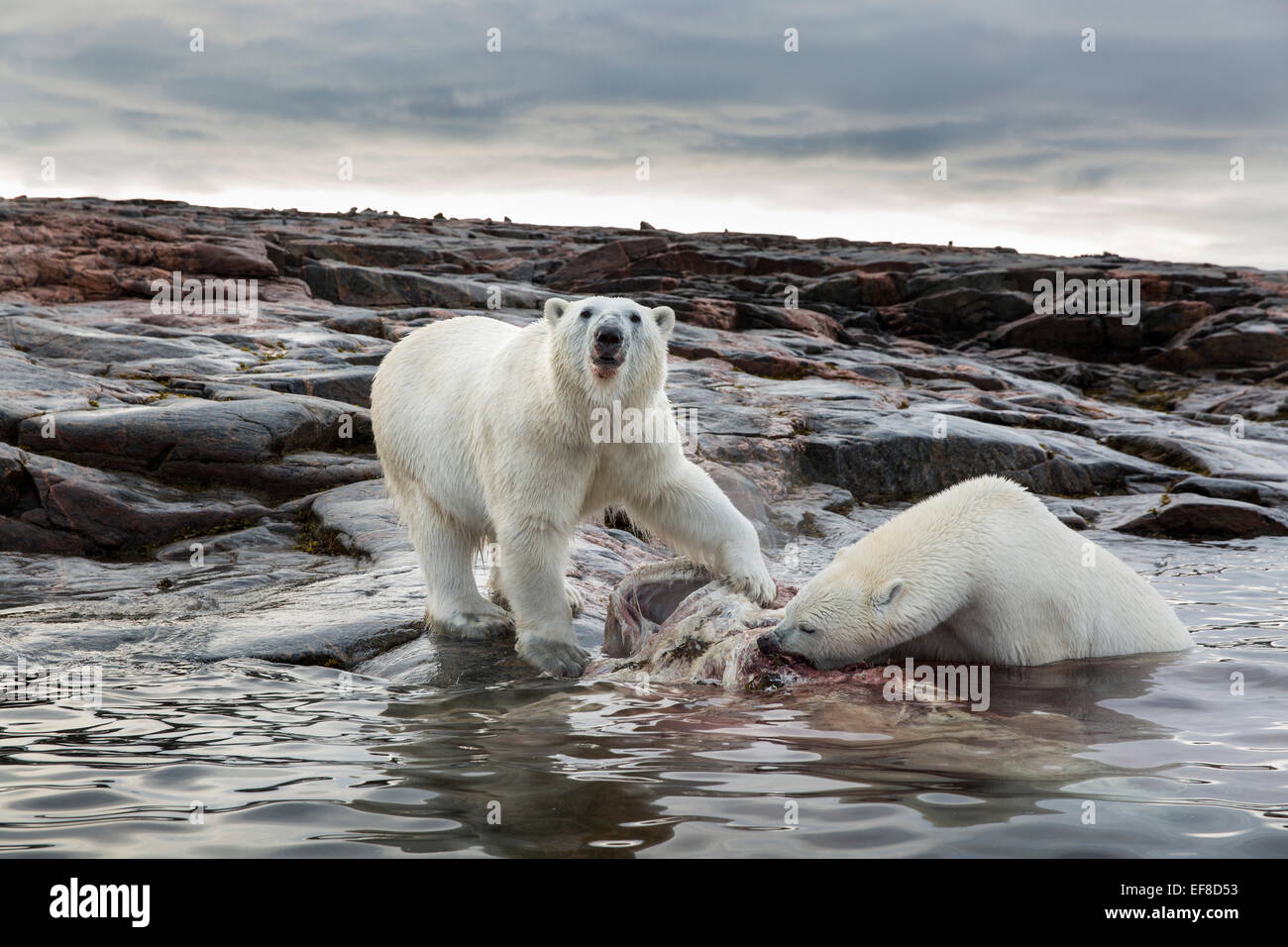 Canada, Nunavut Territory, Repulse Bay, Two Polar Bears (Ursus ...