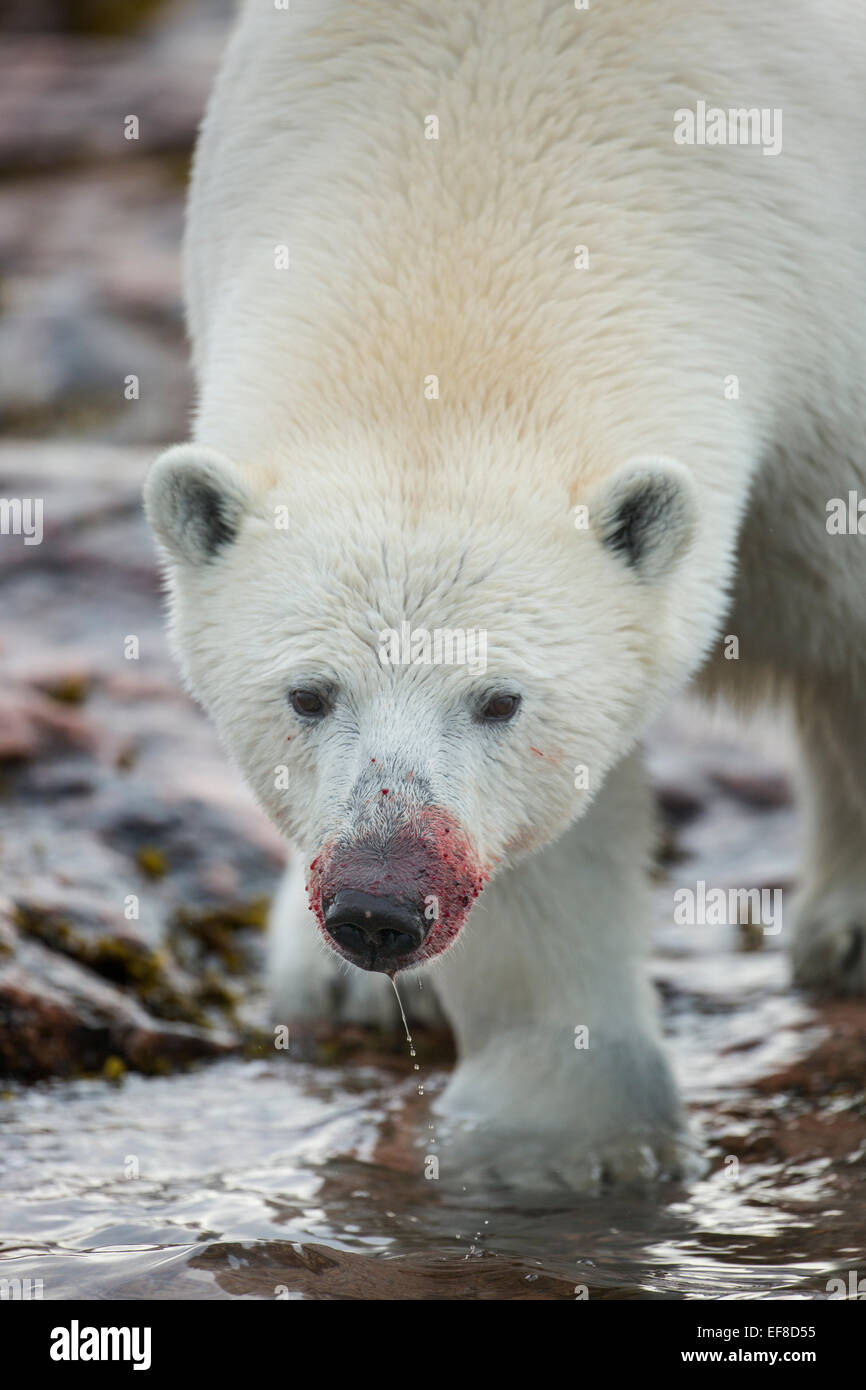 Canada, Nunavut Territory, Repulse Bay, Polar Bear (Ursus maritimus ...