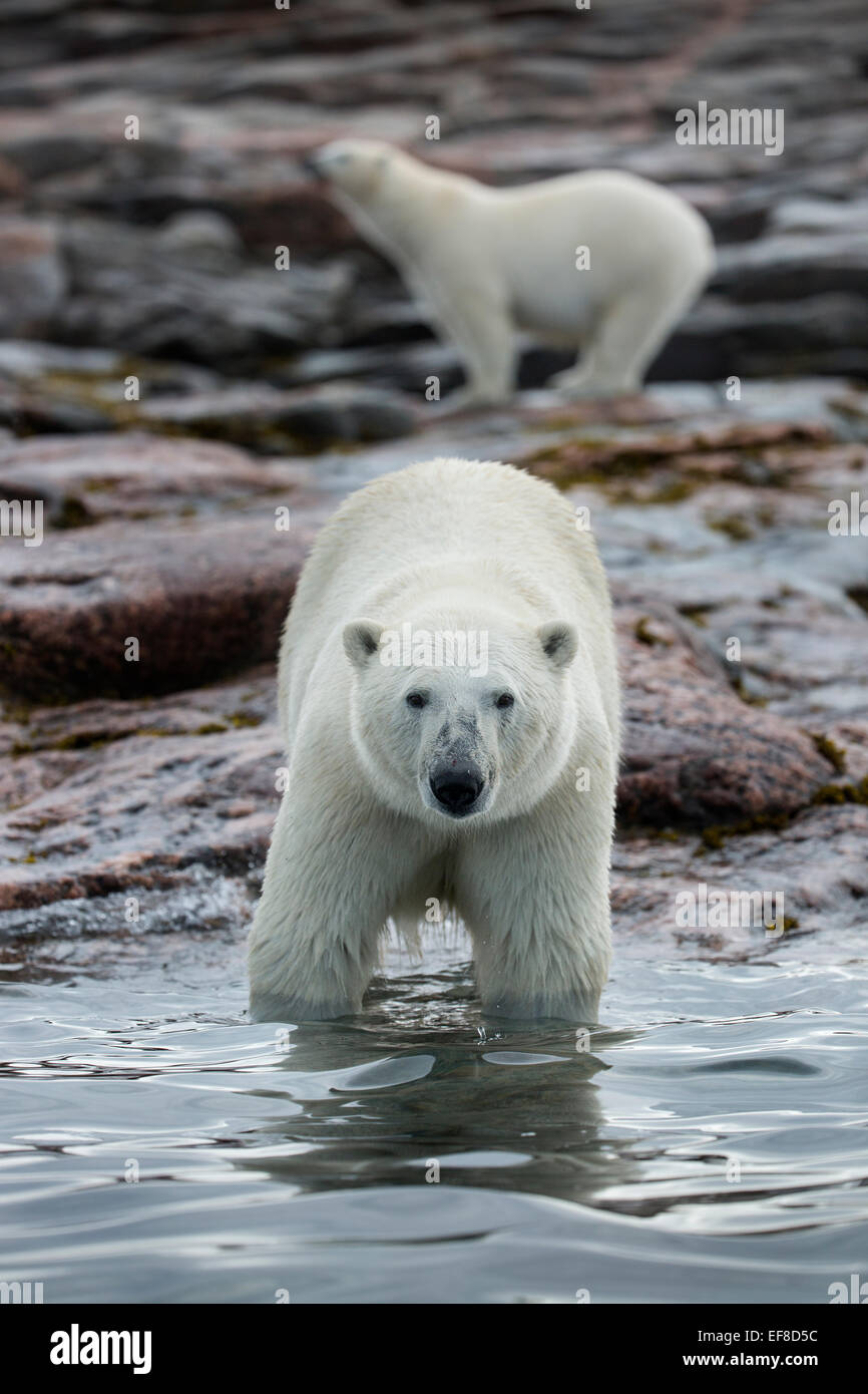 Canada, Nunavut Territory, Repulse Bay, Polar Bears (Ursus maritimus ...