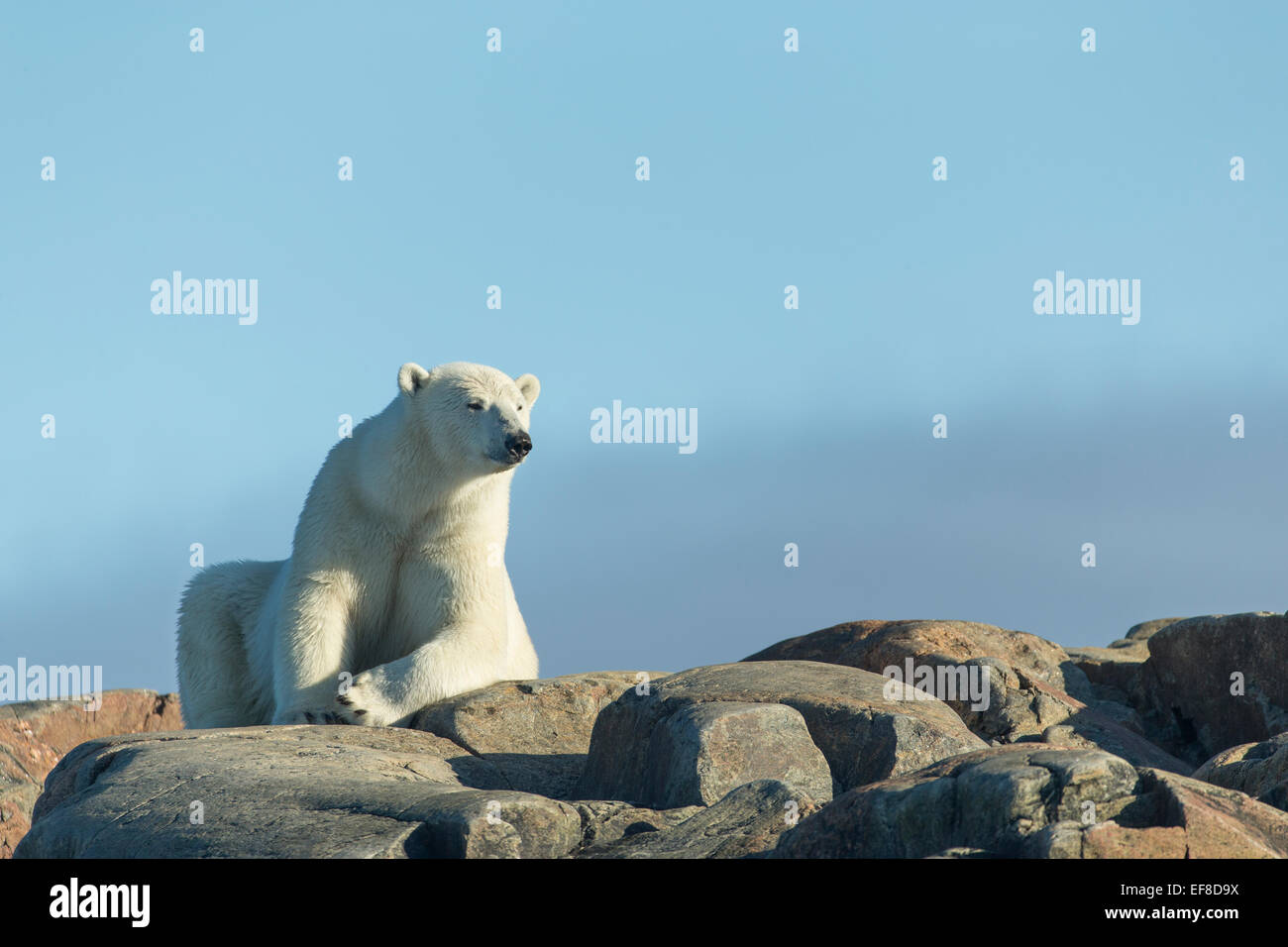 Canada, Nunavut Territory, Repulse Bay, Polar Bears (Ursus maritimus ...