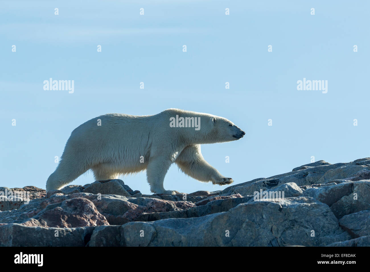 Canada, Nunavut Territory, Repulse Bay, Polar Bears (Ursus maritimus ...