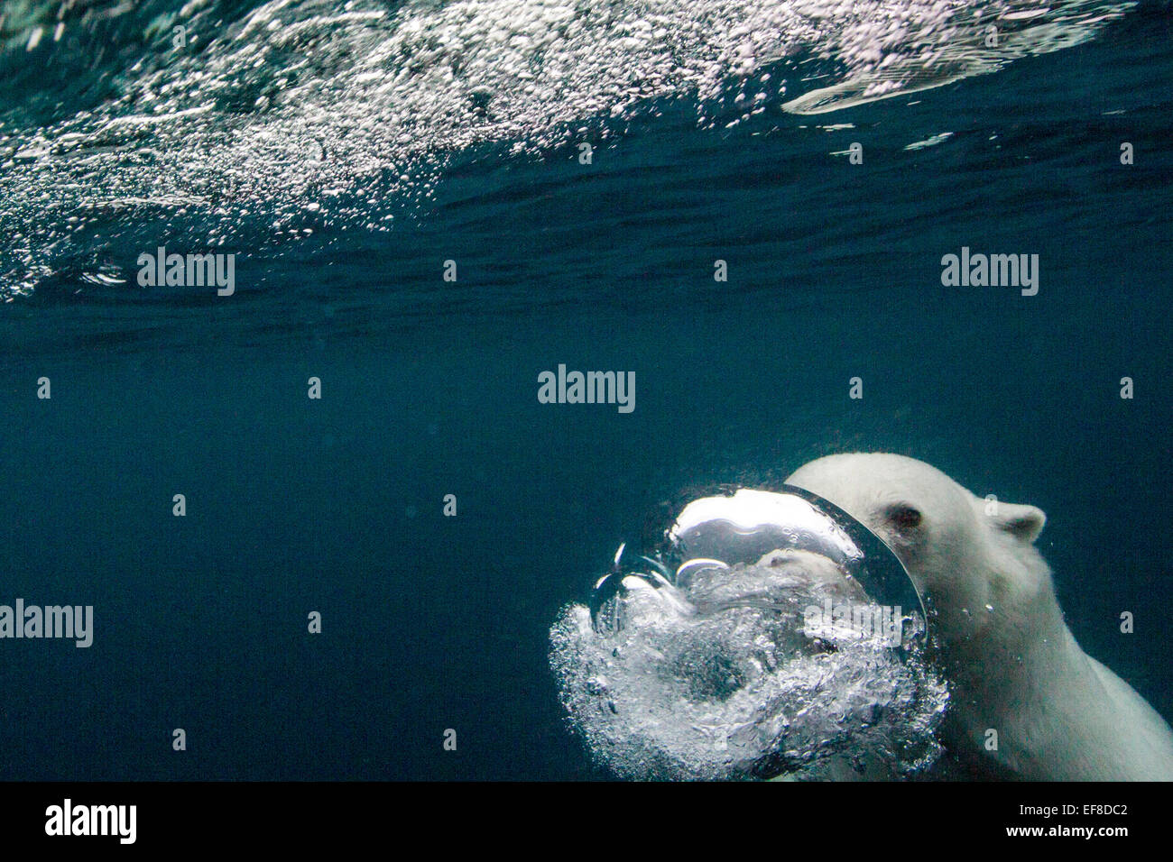 Canada, Nunavut Territory, Repulse Bay,Underwater view of Polar Bear (Ursus maritimus) blowing ...
