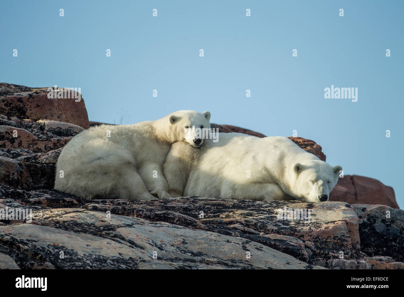 Canada, Nunavut Territory, Repulse Bay,Polar Bear and cub (Ursus ...