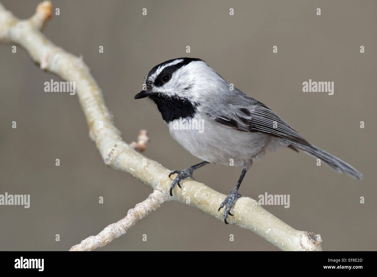 Mountain Chickadee - Poecile gambeli Stock Photo - Alamy