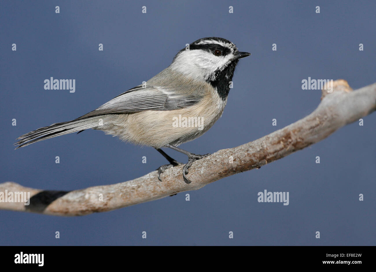 Mountain Chickadee - Poecile gambeli Stock Photo - Alamy