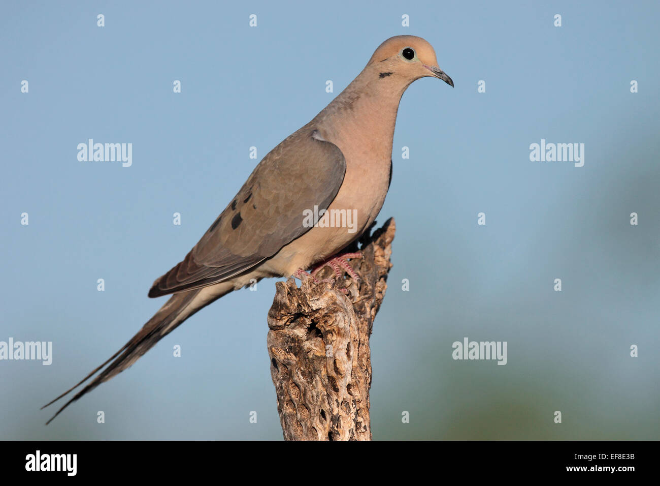 Mourning Dove - Zenaida macroura Stock Photo - Alamy