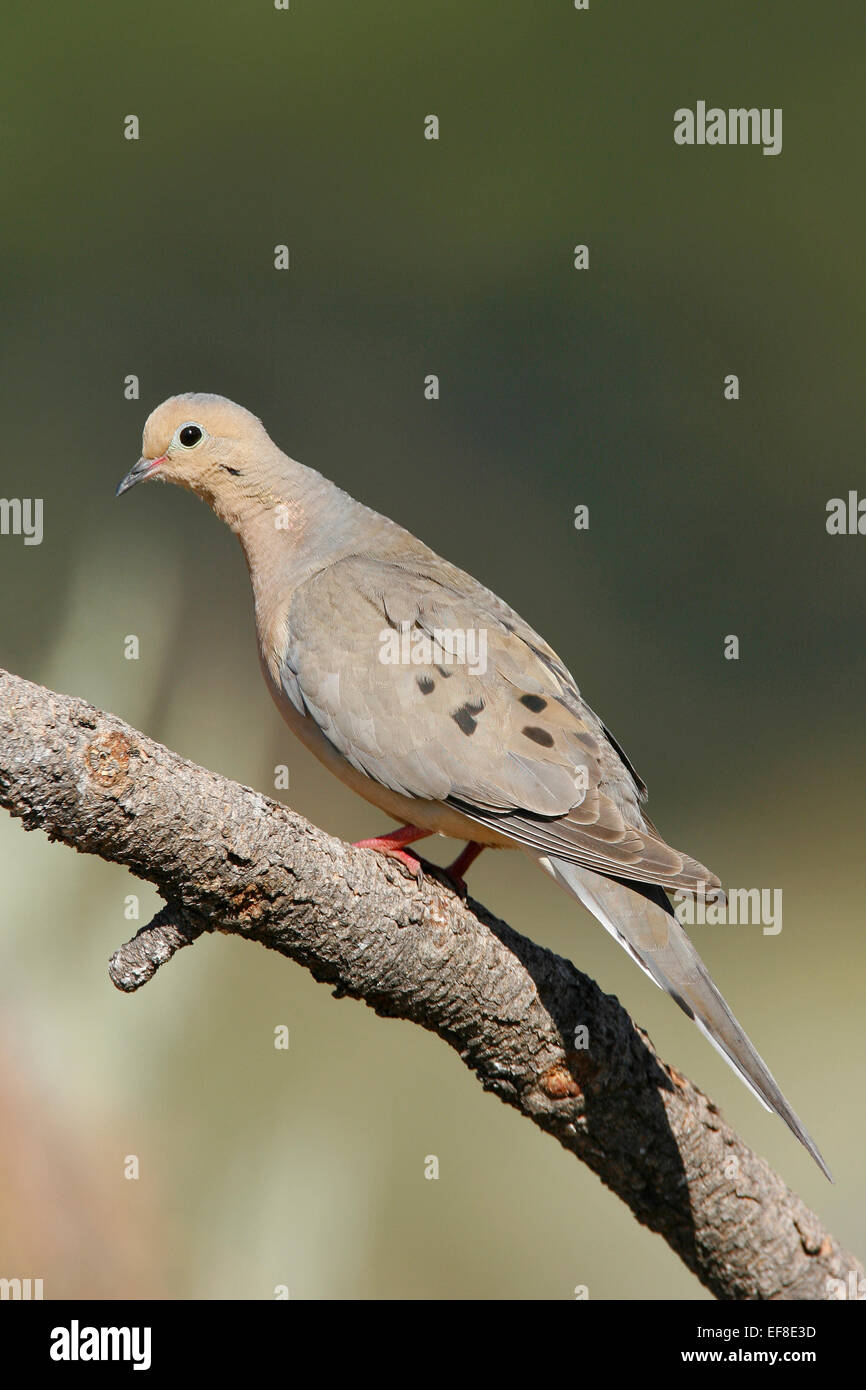 Mourning Dove - Zenaida macroura Stock Photo - Alamy