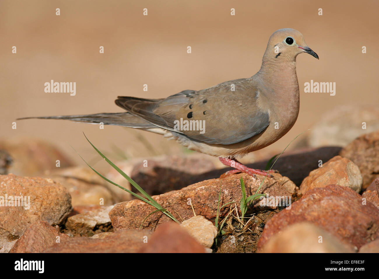 Mourning Dove - Zenaida macroura Stock Photo - Alamy