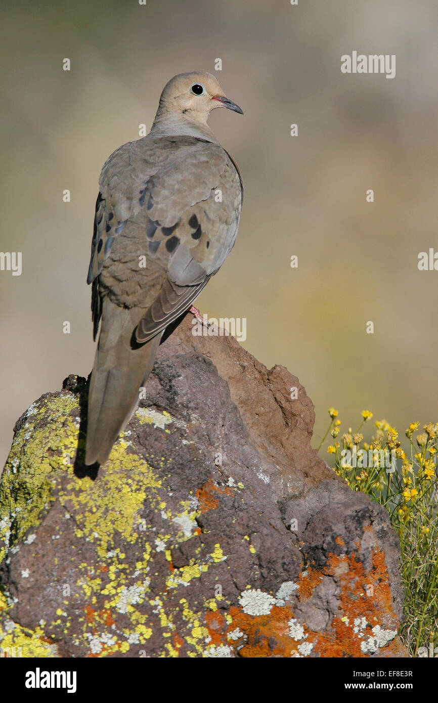 Mourning Dove - Zenaida macroura Stock Photo - Alamy