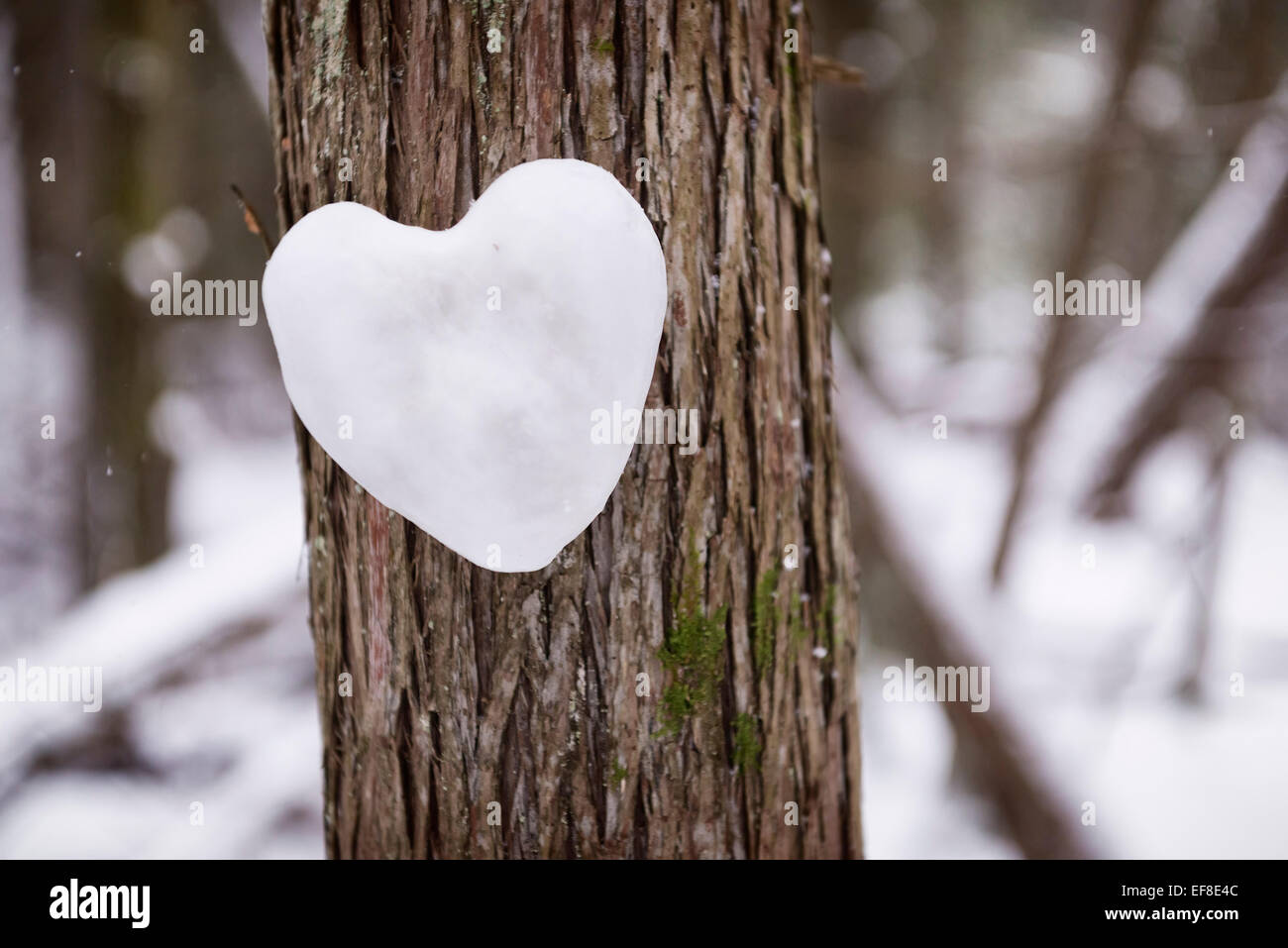 Heart made of snow on a cedar tree in a winter forest, romantic concept ...