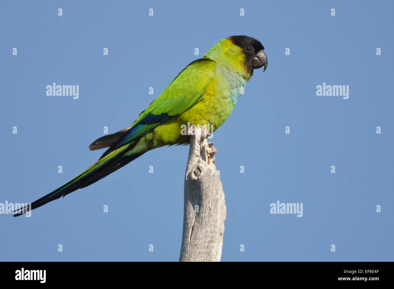 Nanday Parakeet - Aratinga nenday Stock Photo - Alamy Nanday Parakeet - Aratinga nenday Stock Photo - Alamy
