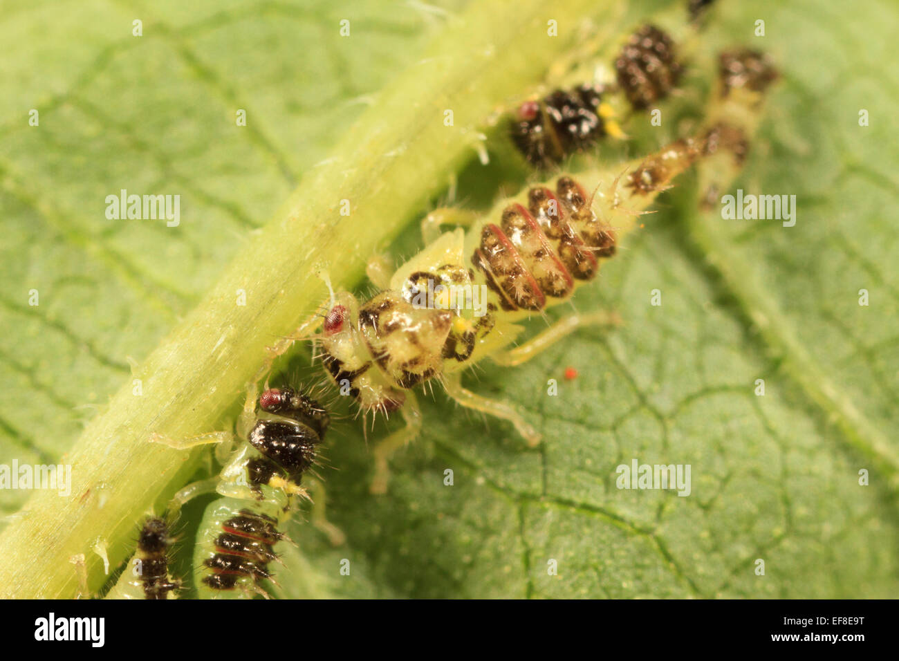 Treehopper nymphs (Entylia carinata Stock Photo - Alamy