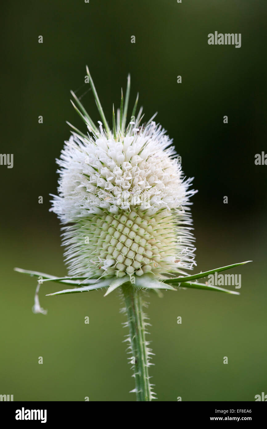 Cutleaf teasel head (Dipsacus laciniatus) in bloom Stock Photo - Alamy