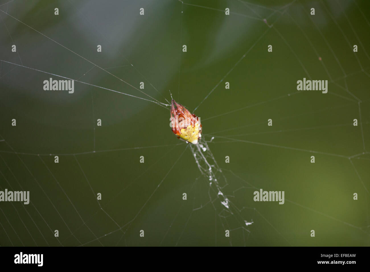 Arrowhead orbweaver spider (Verrucosa arenata) in a web Stock Photo - Alamy