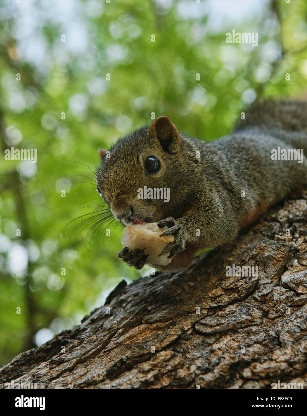 Lanzones hi-res stock photography and images - Alamy