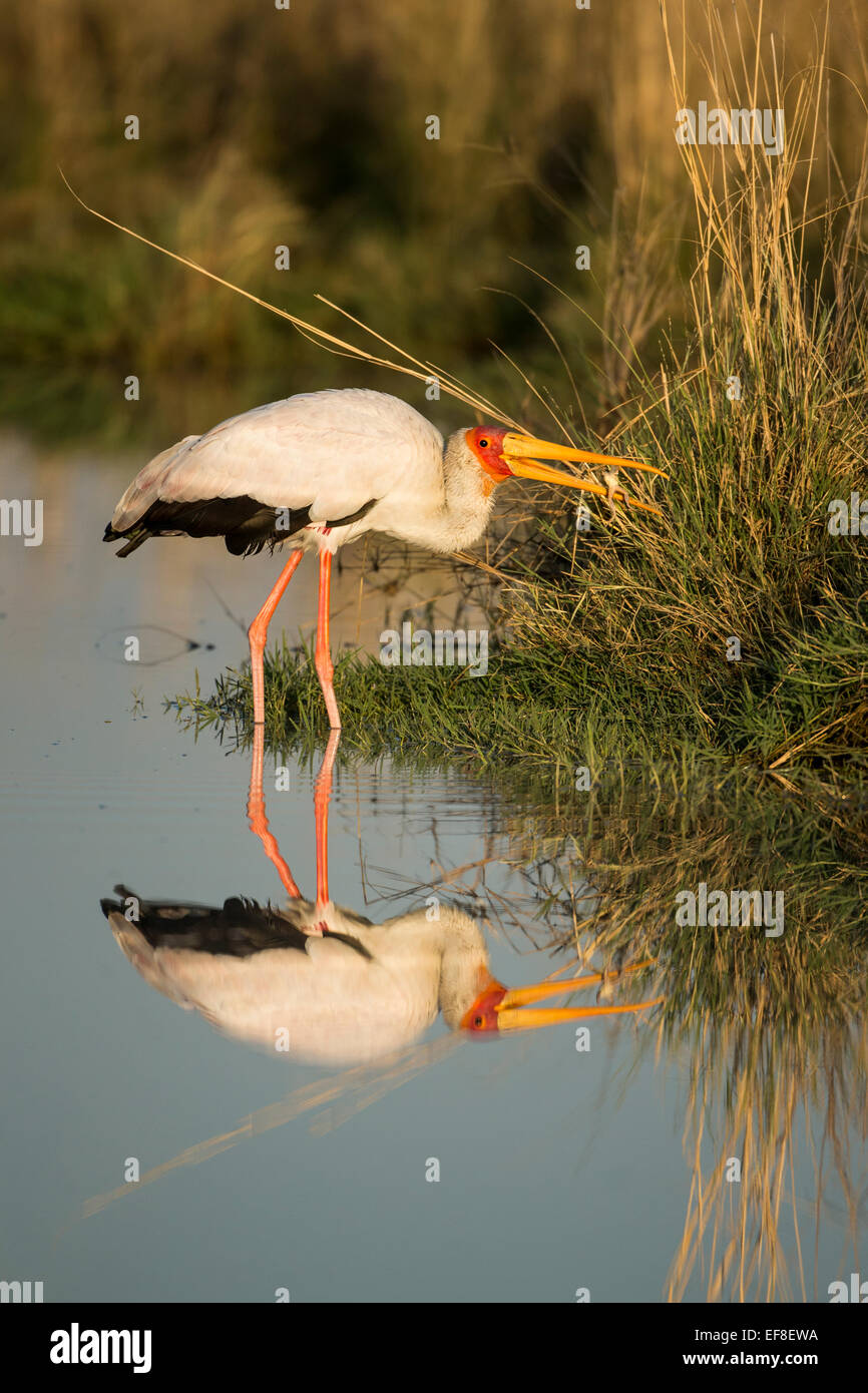 Bill the frog hi-res stock photography and images - Alamy
