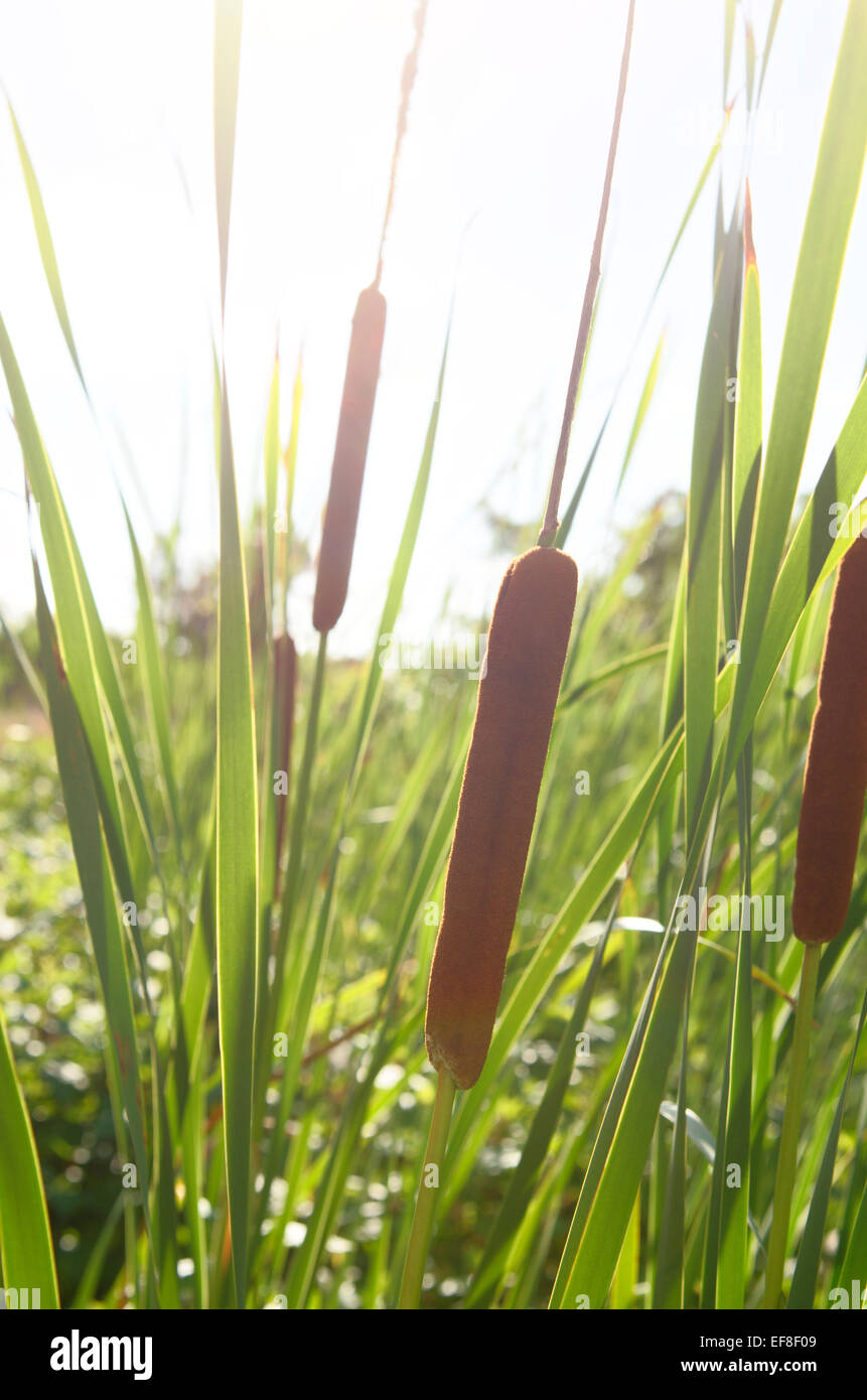 Cat tail grass hi-res stock photography and images - Alamy
