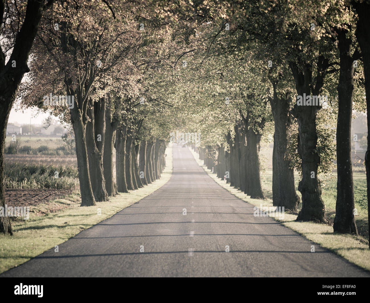 Road running through summer tree alley. Beautiful landscape. Color ...