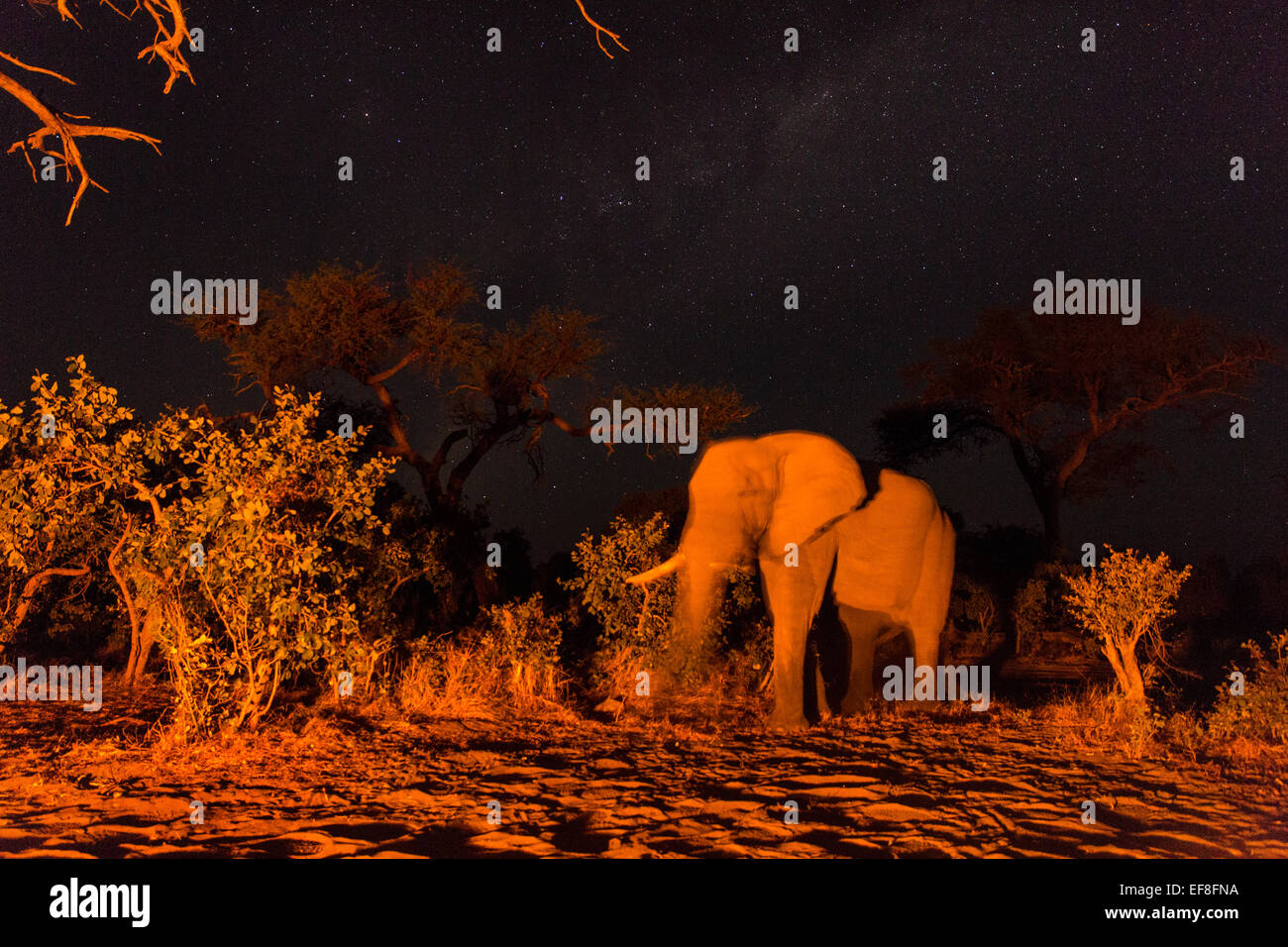 African night animals sky stars hi-res stock photography and images - Alamy