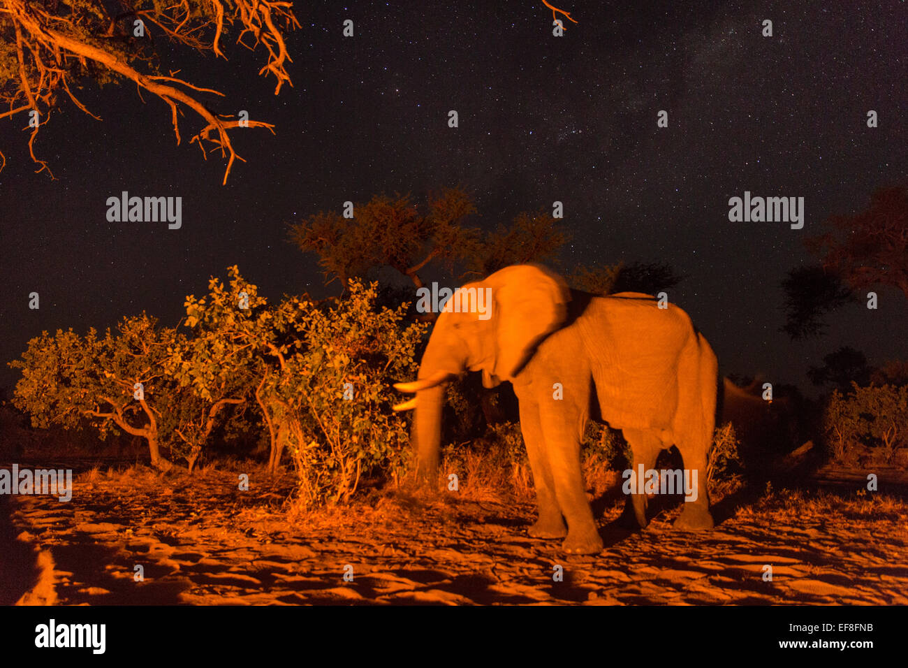 African night animals sky stars hi-res stock photography and images - Alamy