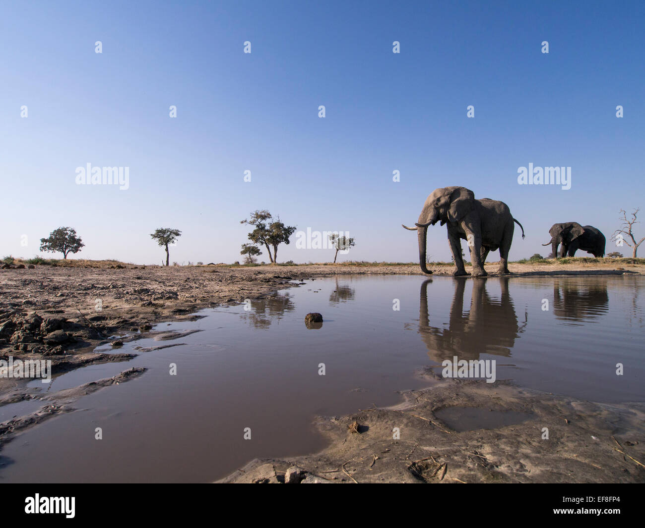 Kalahari desert botswana hi-res stock photography and images - Alamy