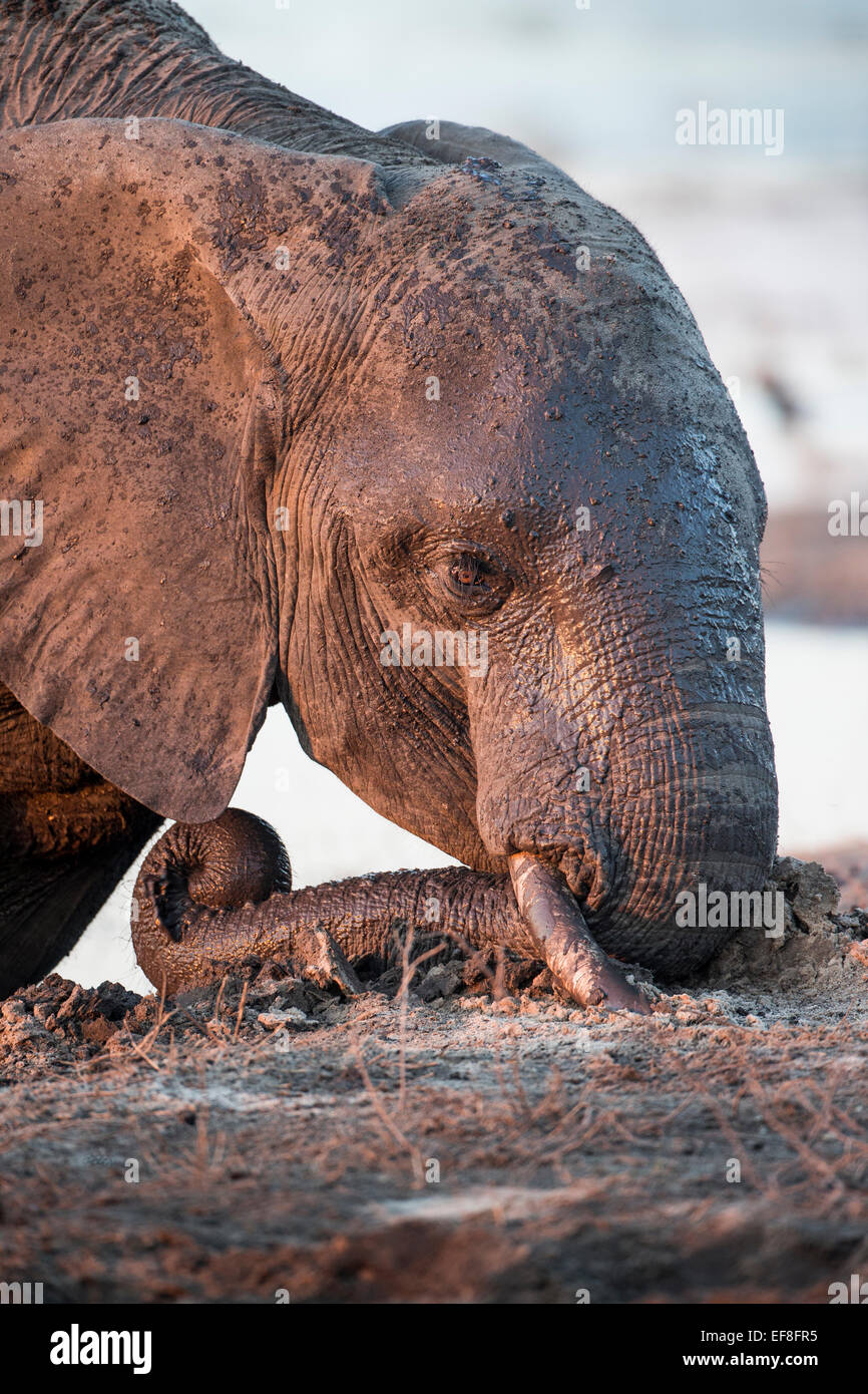 Elephant tusk dig hi-res stock photography and images - Alamy