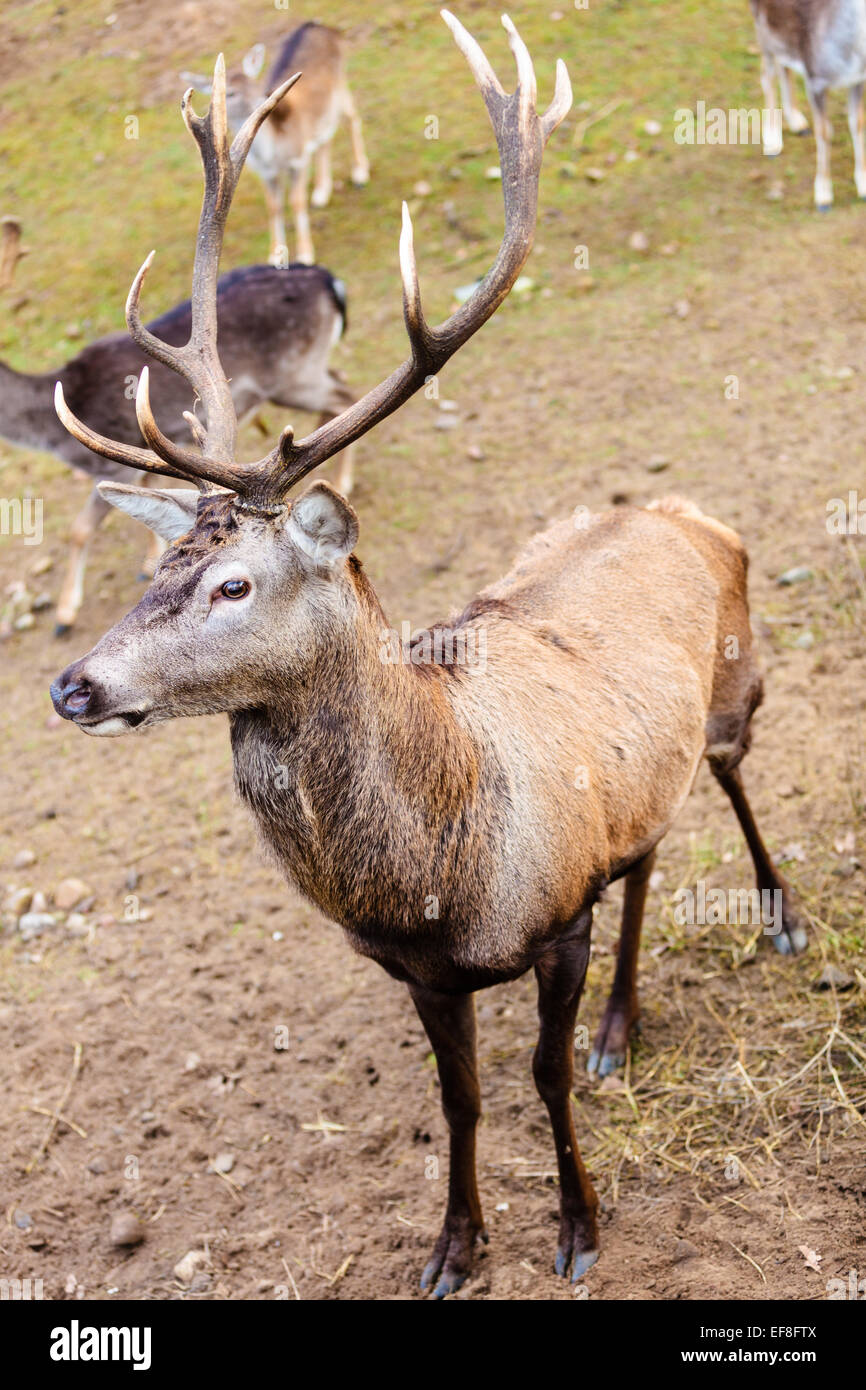 Majestic powerful adult male red deer stag on meadow. Animals in ...