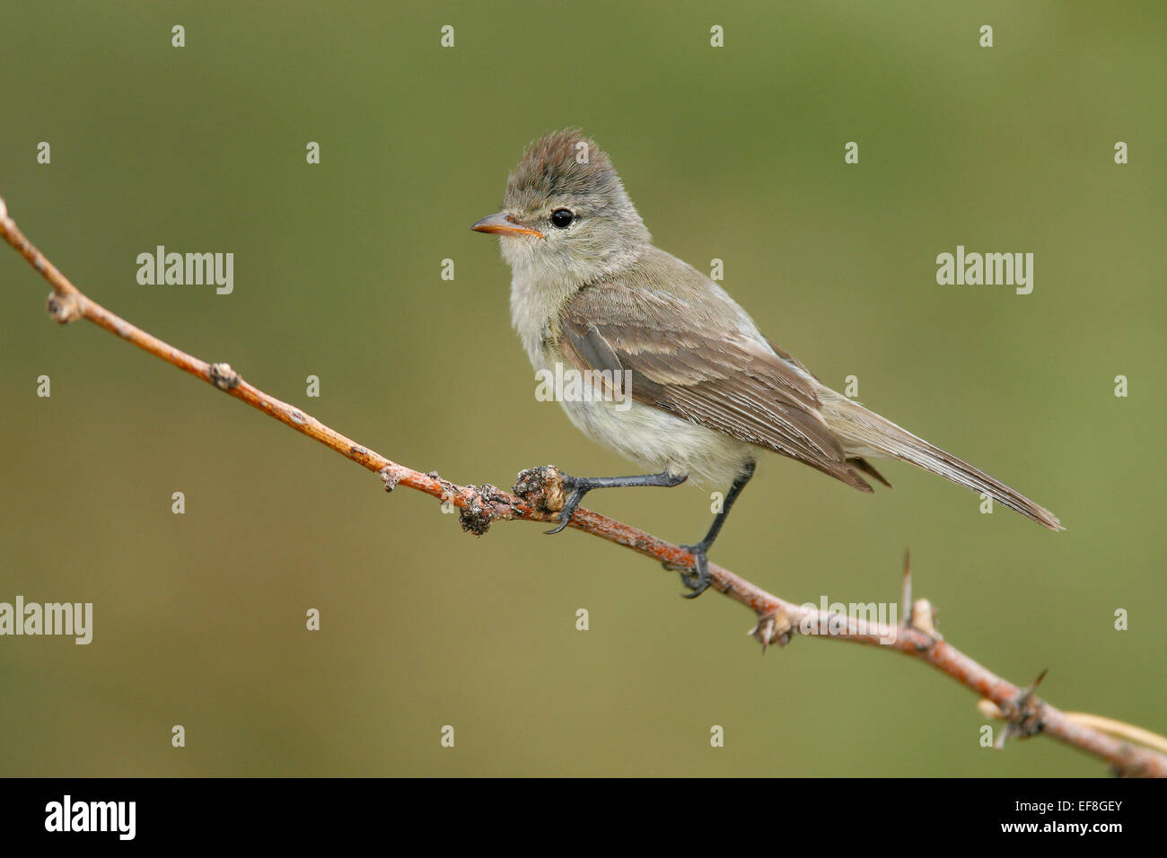 Northern Beardless-Tyrannulet - Camptostoma imberbe Stock Photo - Alamy