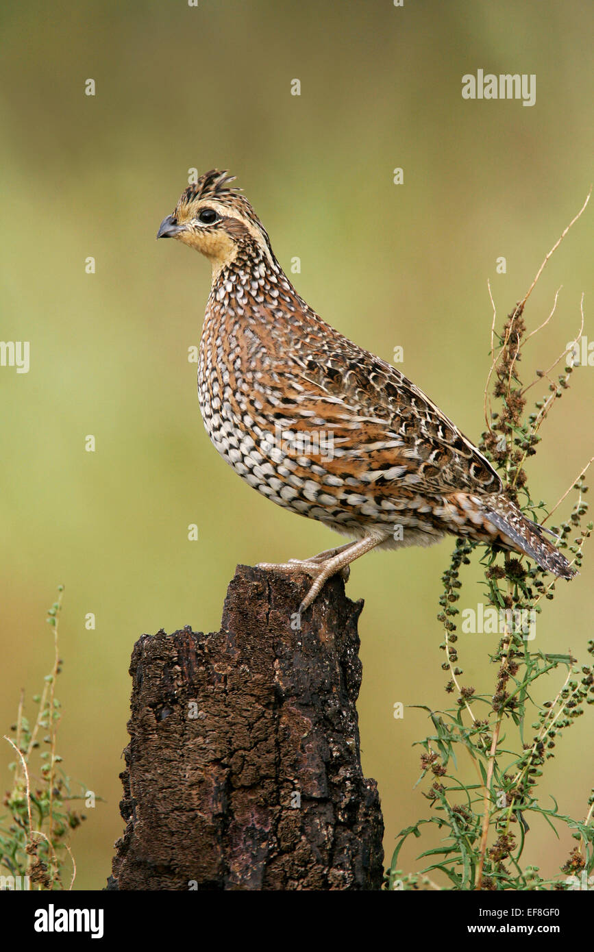 Female bobwhite quail hi-res stock photography and images - Alamy