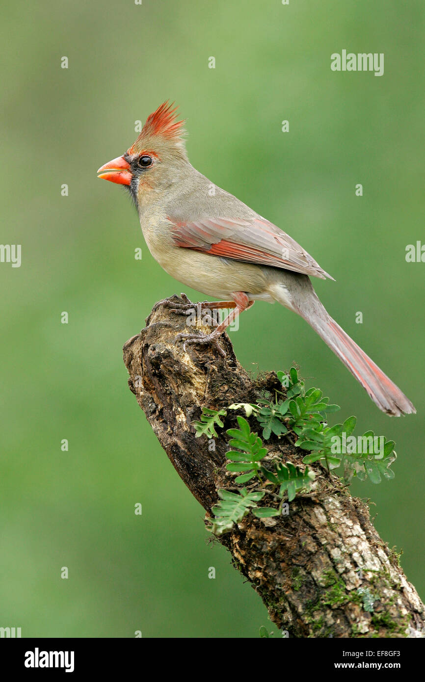 Northern Cardinal - Cardinalis cardinalis - female Stock Photo - Alamy