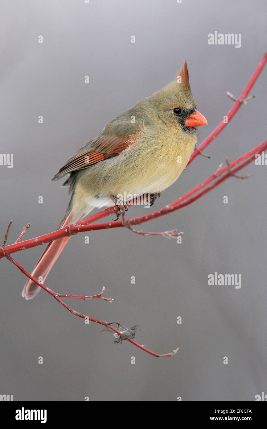 Northern Cardinal - Cardinalis cardinalis - female Stock Photo - Alamy