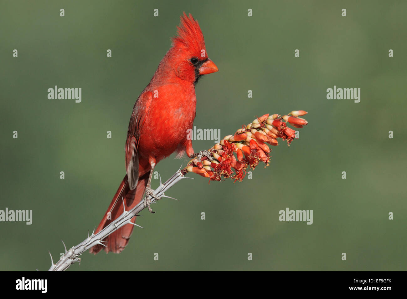 Northern Cardinal - Cardinalis cardinalis - male Stock Photo - Alamy