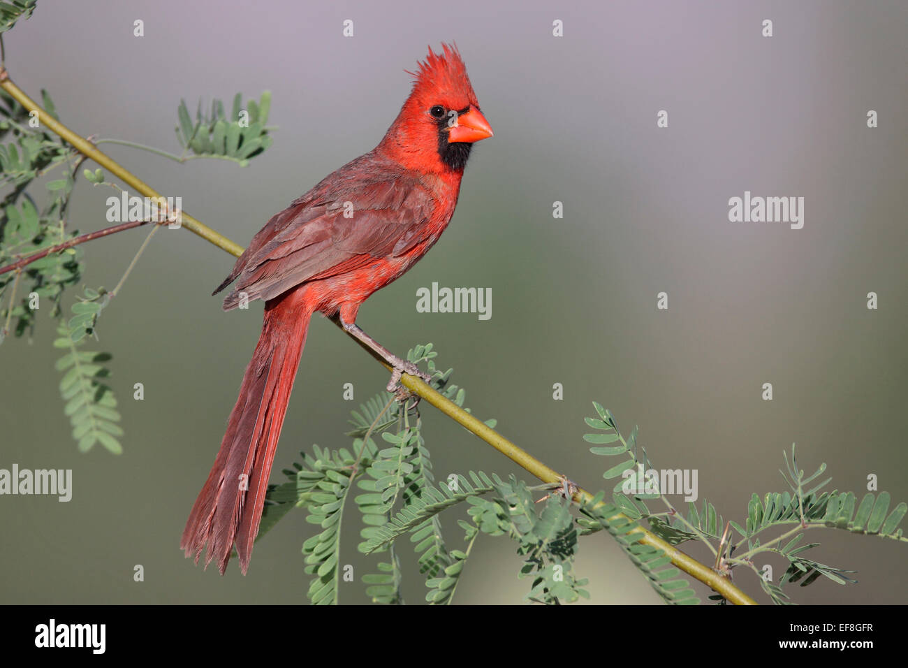 Northern Cardinal - Cardinalis cardinalis - male Stock Photo - Alamy