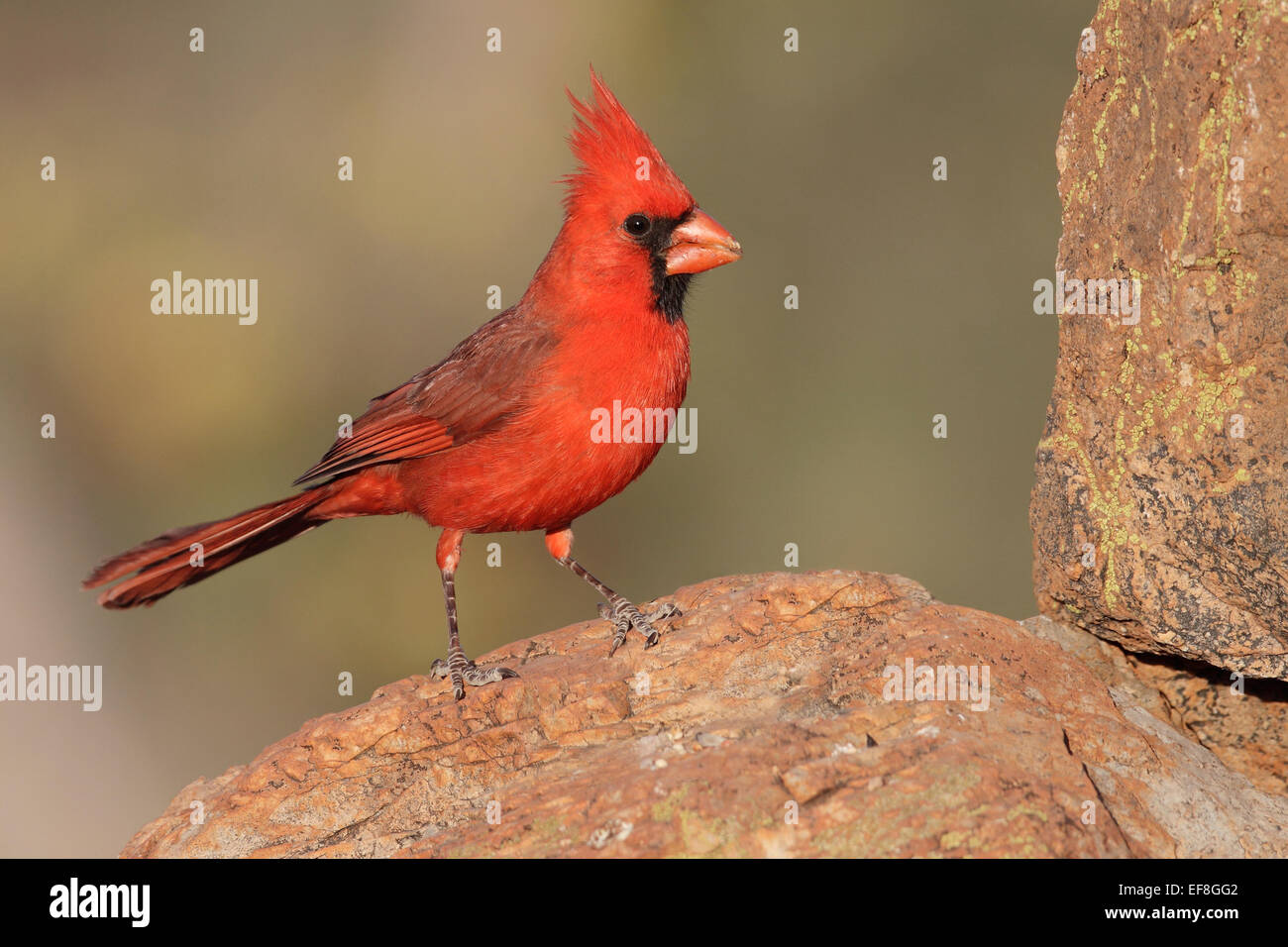 Northern Cardinal - Cardinalis cardinalis - male Stock Photo - Alamy