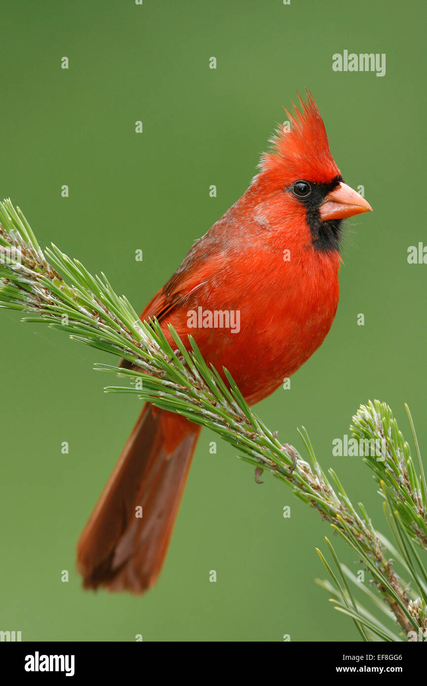 Northern Cardinal - Cardinalis cardinalis - male Stock Photo - Alamy