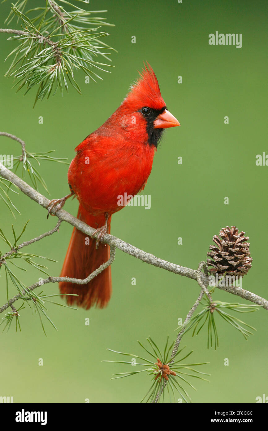 Northern Cardinal - Cardinalis cardinalis - male Stock Photo - Alamy