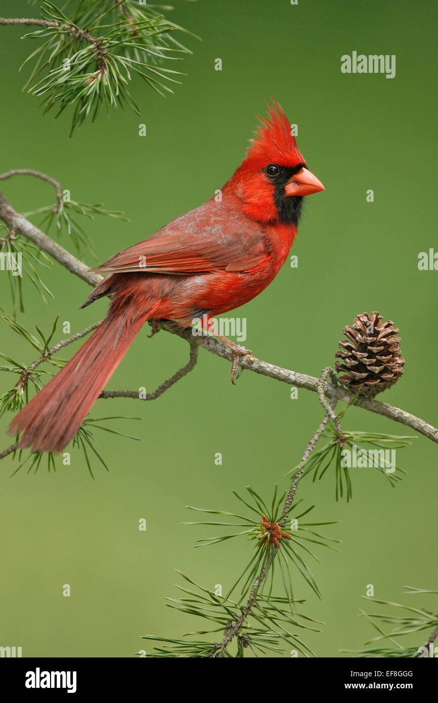 Northern Cardinal - Cardinalis cardinalis - male Stock Photo - Alamy